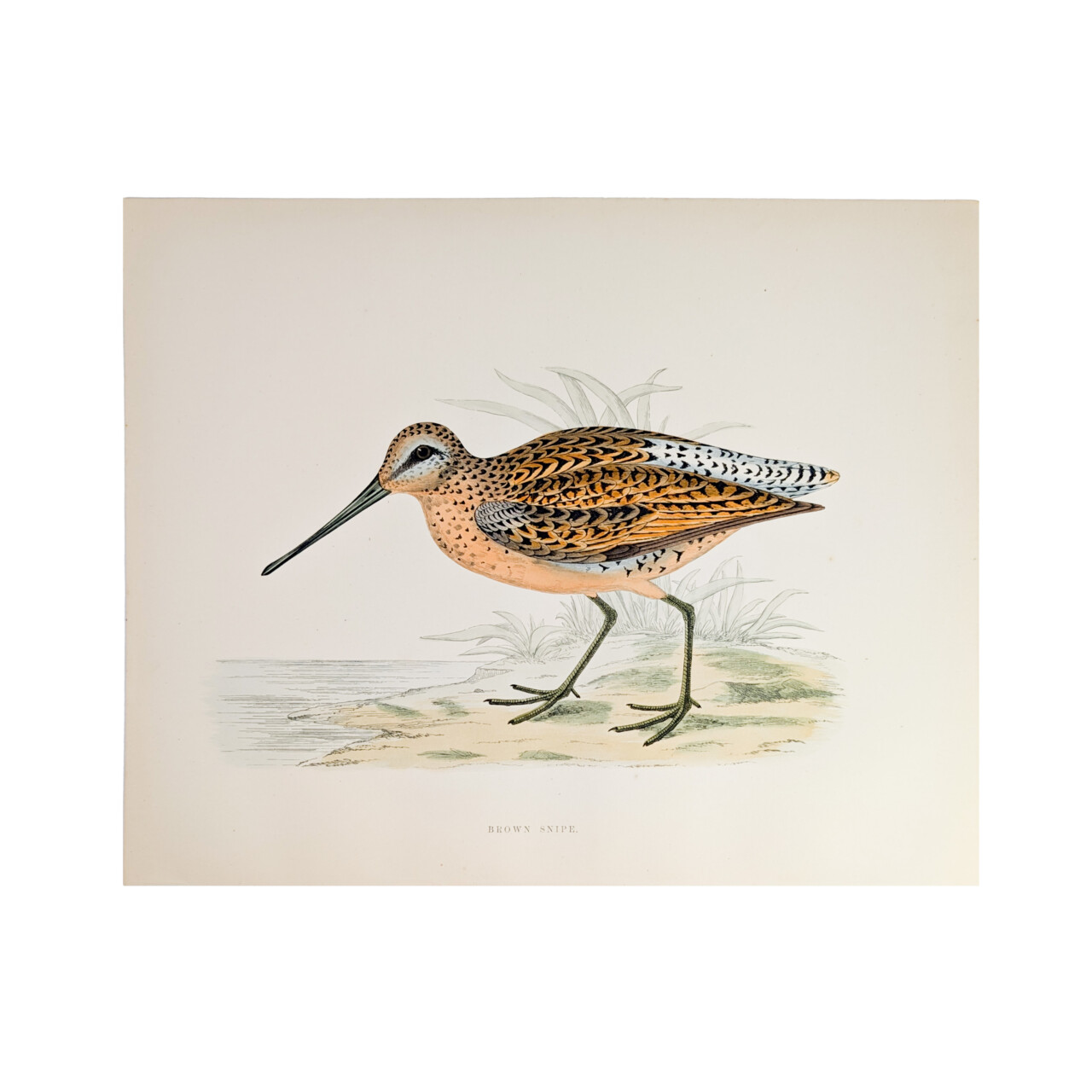 Antique Print British Game Birds & Wildfowl – Brown Snipe – Beverley R ...